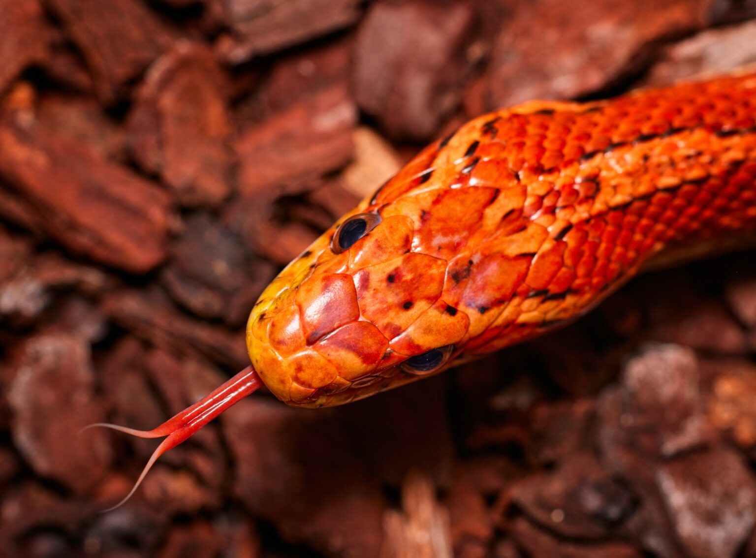 The Evolution of Venom in Snakes How It Has Changed Over Millions of ...