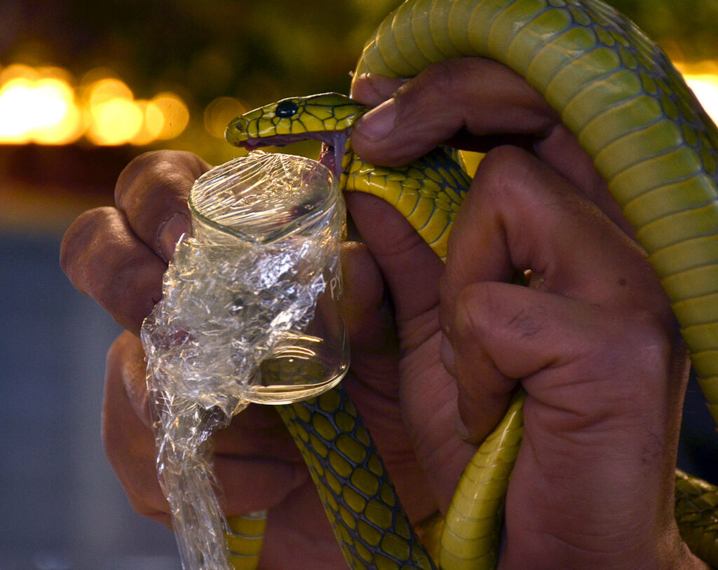 The Science Behind Snake Venom – How It Affects Prey and Humans ...