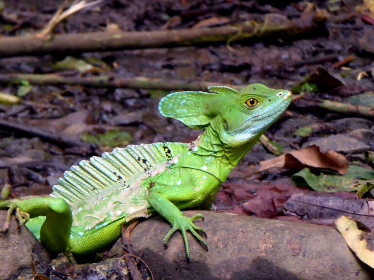 How Some Lizards Can Run on Water – The Jesus Lizard Explained ...