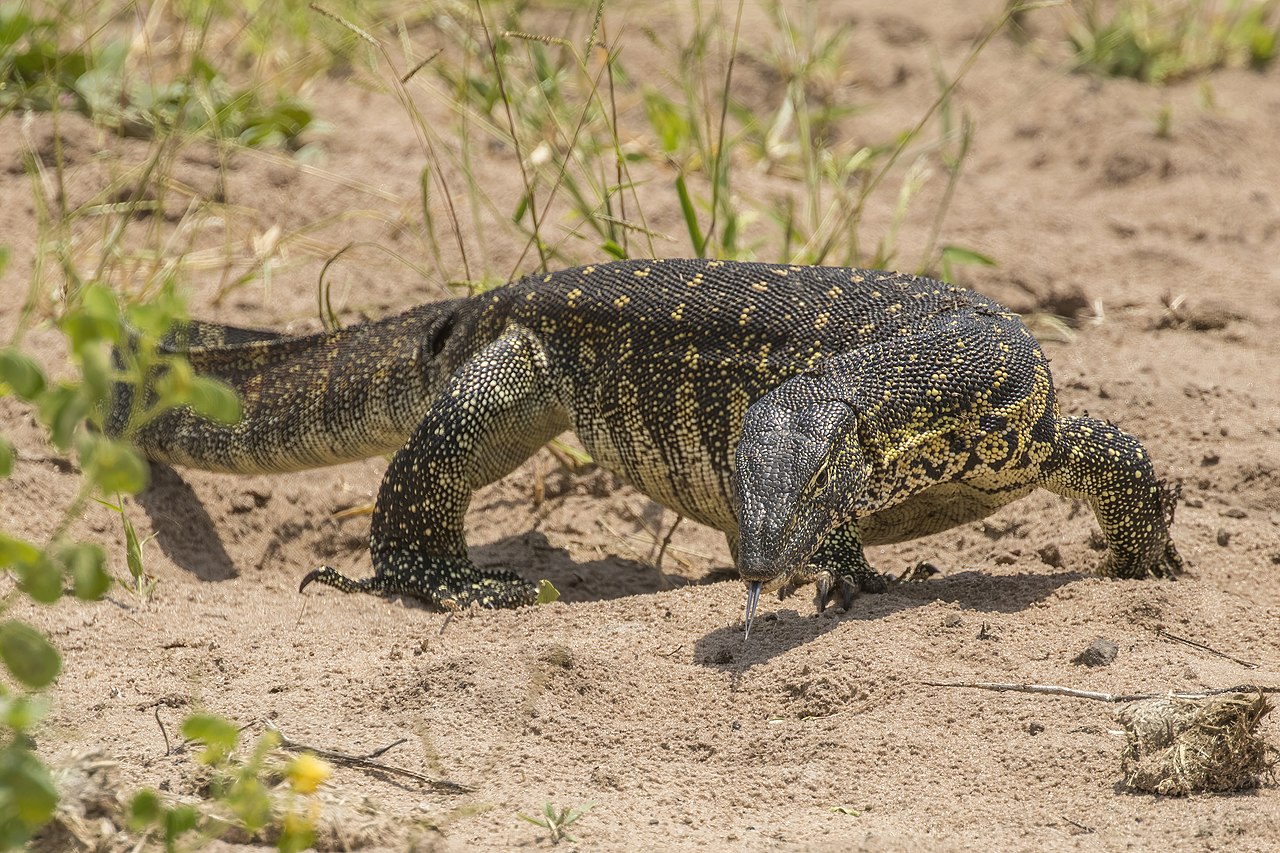 The Most Aggressive Lizard Species – Handle With Care – Reptilekingz