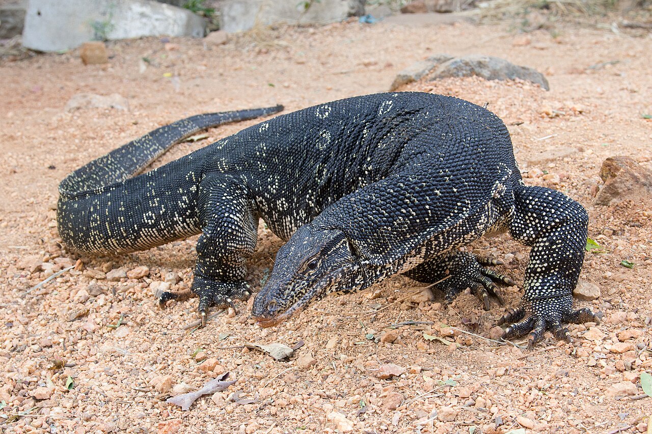 The Most Aggressive Lizard Species – Handle With Care – Reptilekingz