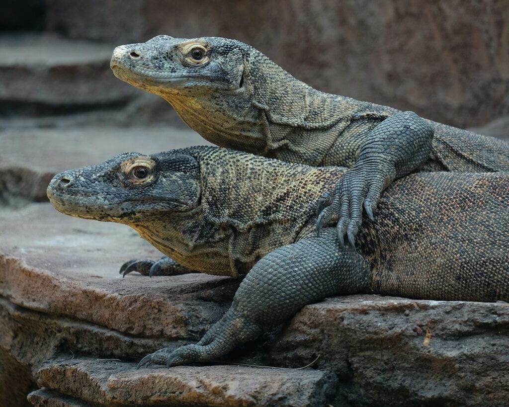 How Lizards Hibernate – The Science of Brumation – Reptilekingz