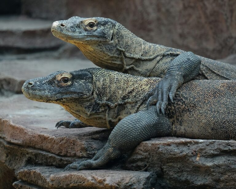 Why Some Lizards Can Regrow Their Tails and Others Can’t – Reptilekingz