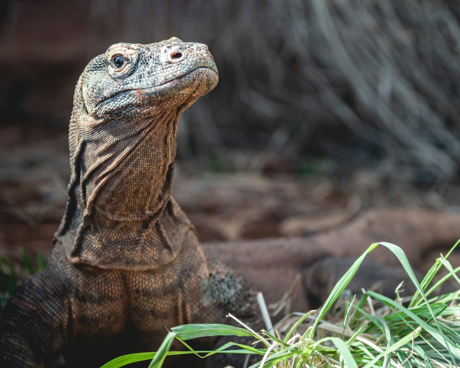 The Largest Lizard Ever Recorded A True Giant – Reptilekingz