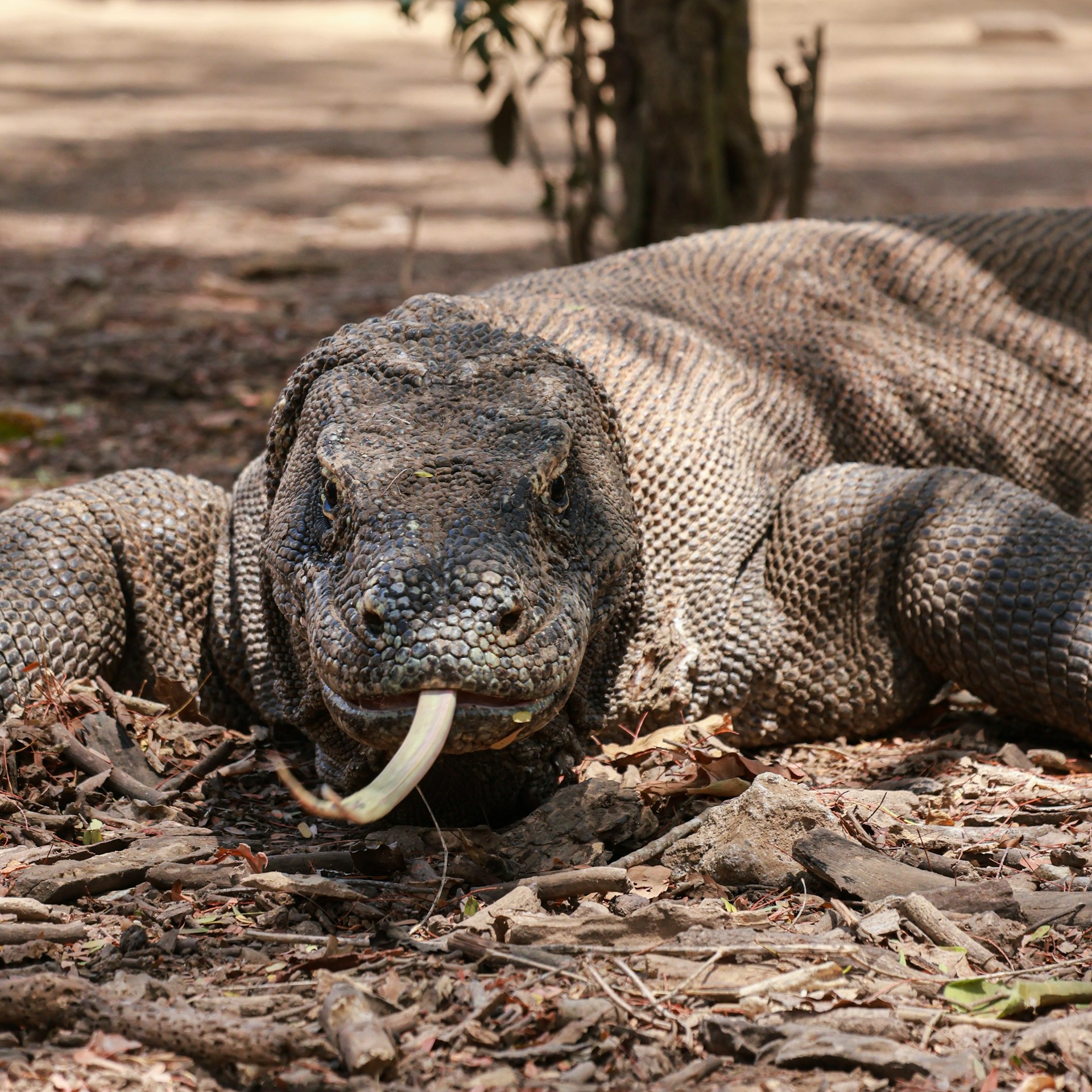 The Largest Lizard Ever Recorded A True Giant – Reptilekingz