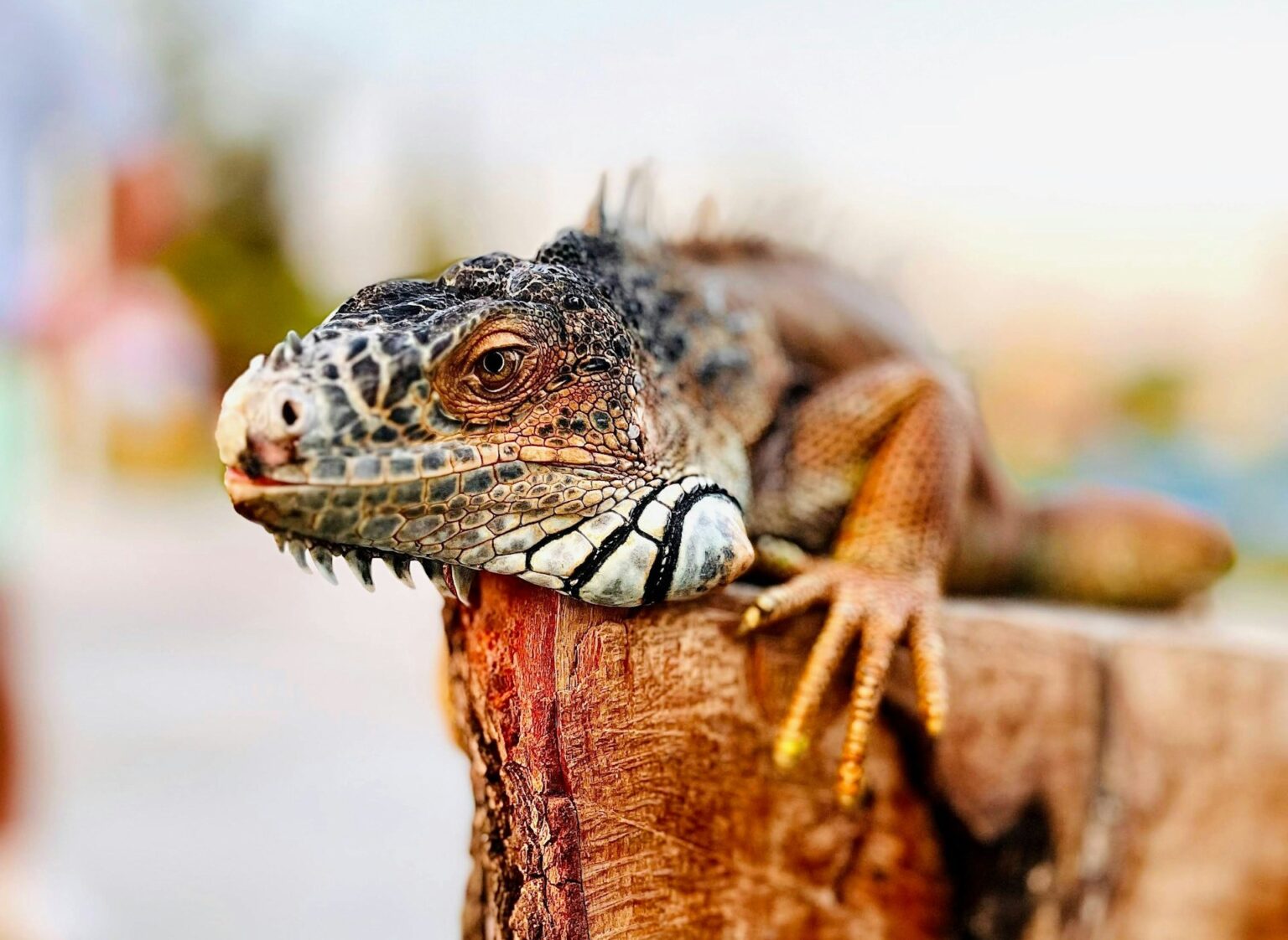 How to Properly Care for a Pet Iguana A Comprehensive Guide – Reptilekingz