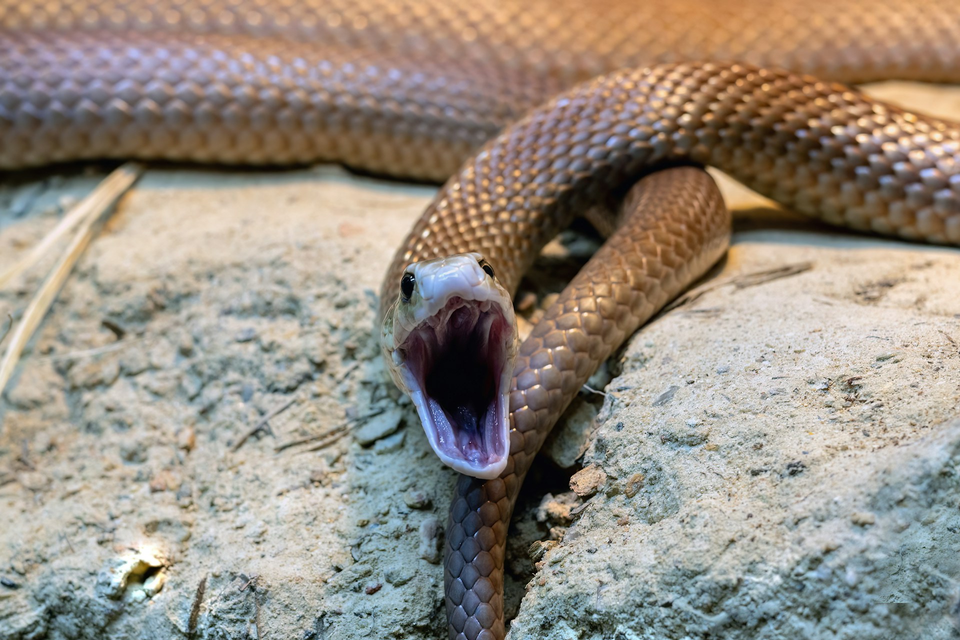 How a Single Snakebite Can Kill a Full Grown Elephant – Reptilekingz