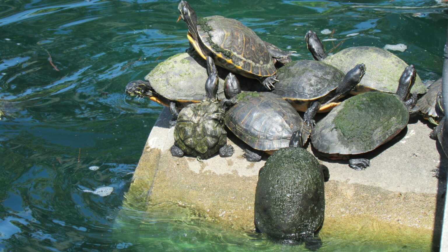 The Role of Turtles in Ecosystems – Why They Matter – Reptilekingz
