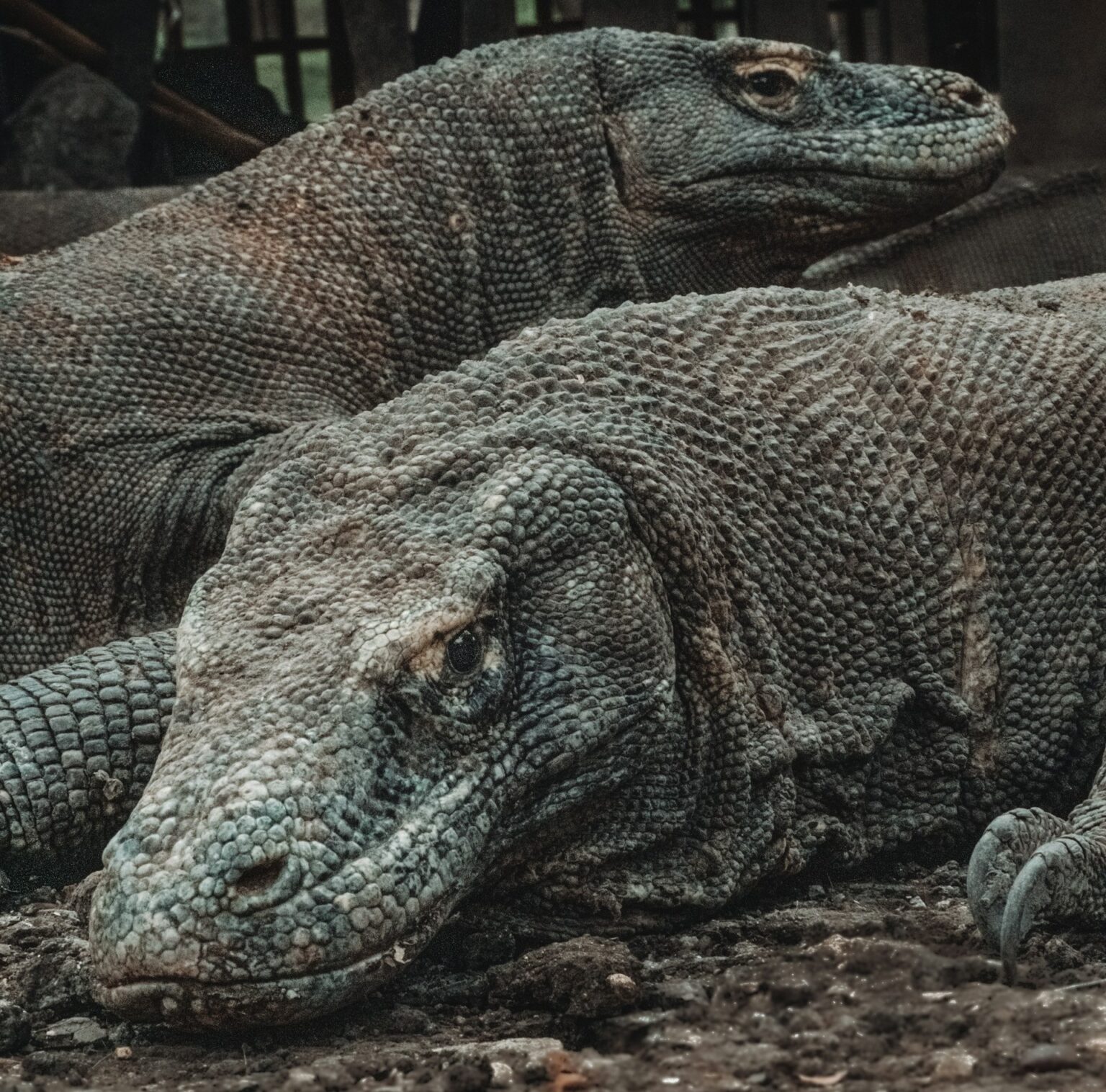 The Largest Lizard Ever Recorded A True Giant – Reptilekingz