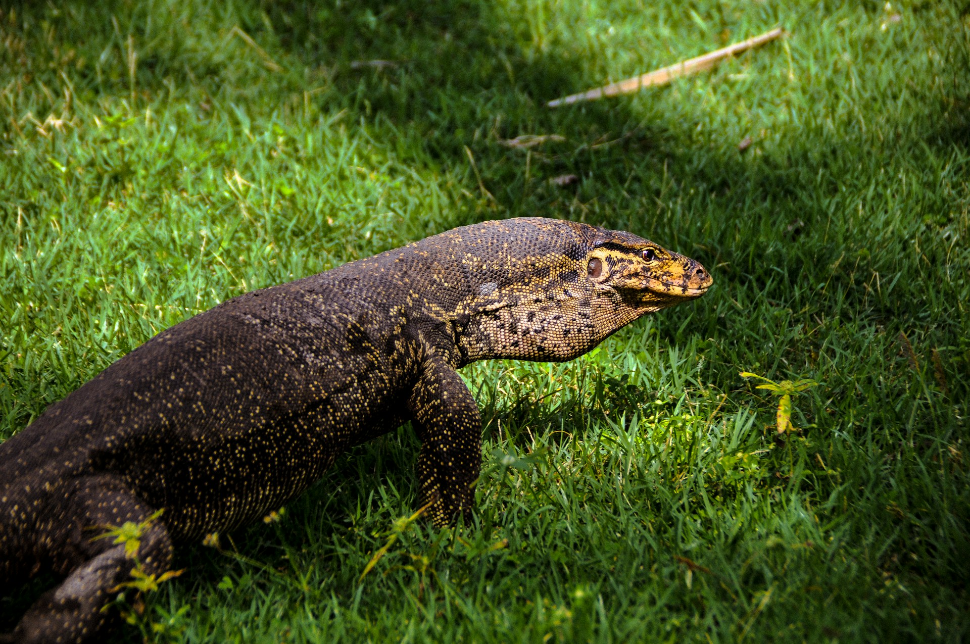 The Largest Lizard Ever Recorded A True Giant – Reptilekingz