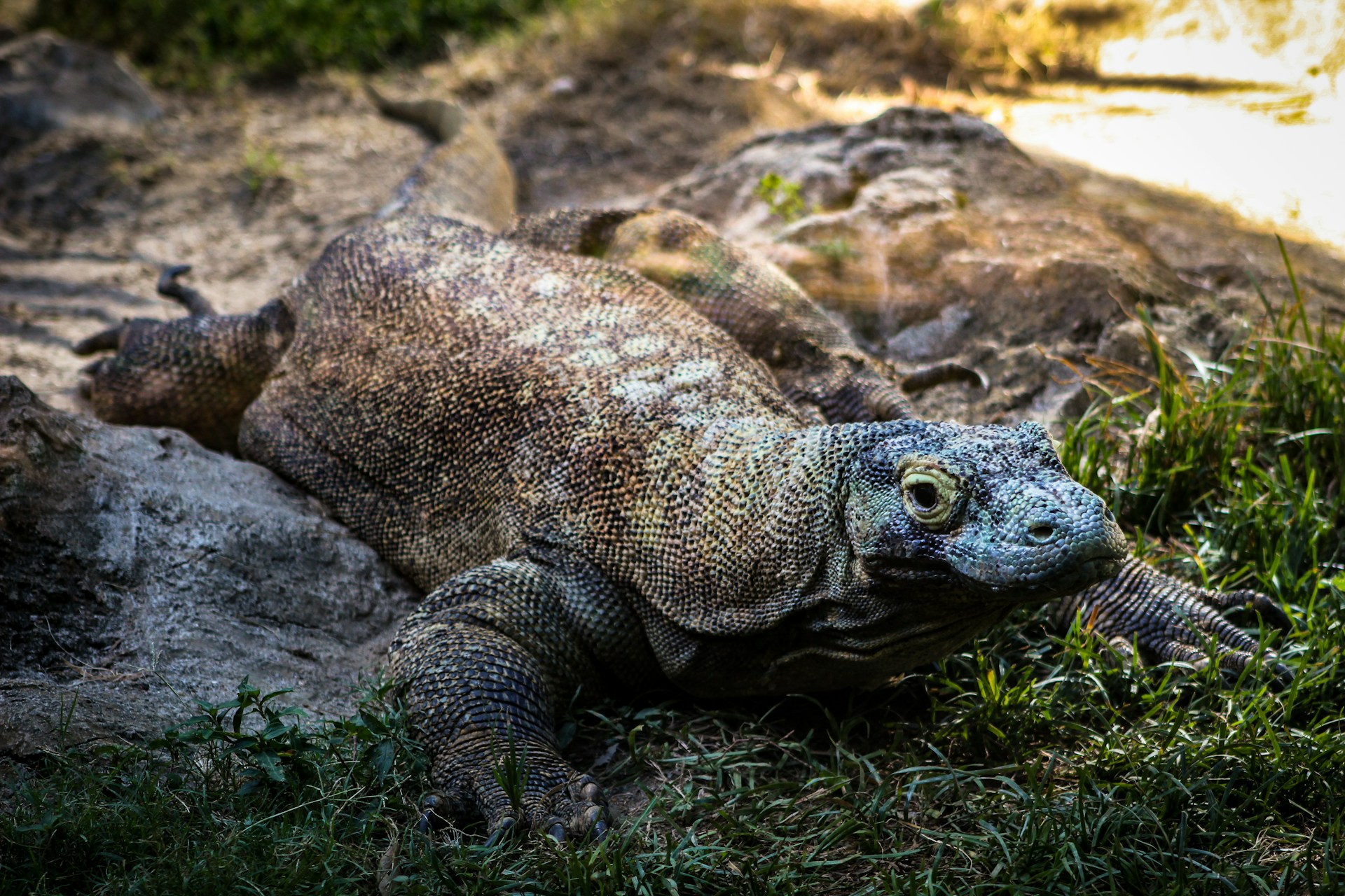 The Largest Lizard Ever Recorded A True Giant – Reptilekingz