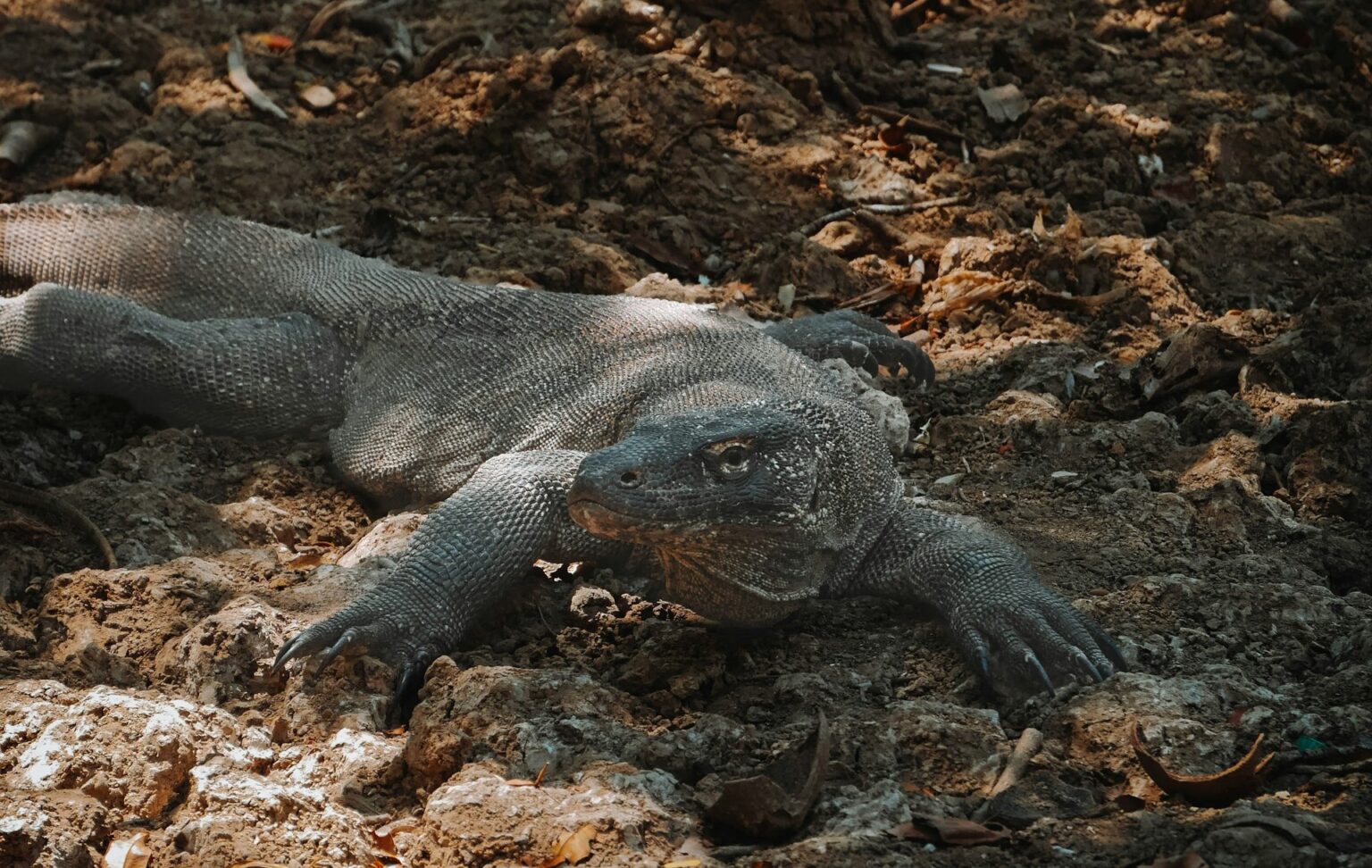 The Largest Lizard Ever Recorded A True Giant – Reptilekingz