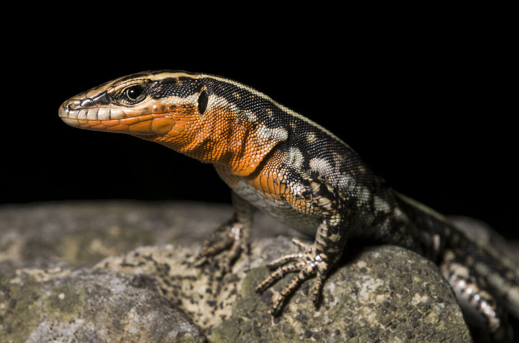 The Most Aggressive Lizard Species – Handle With Care – Reptilekingz
