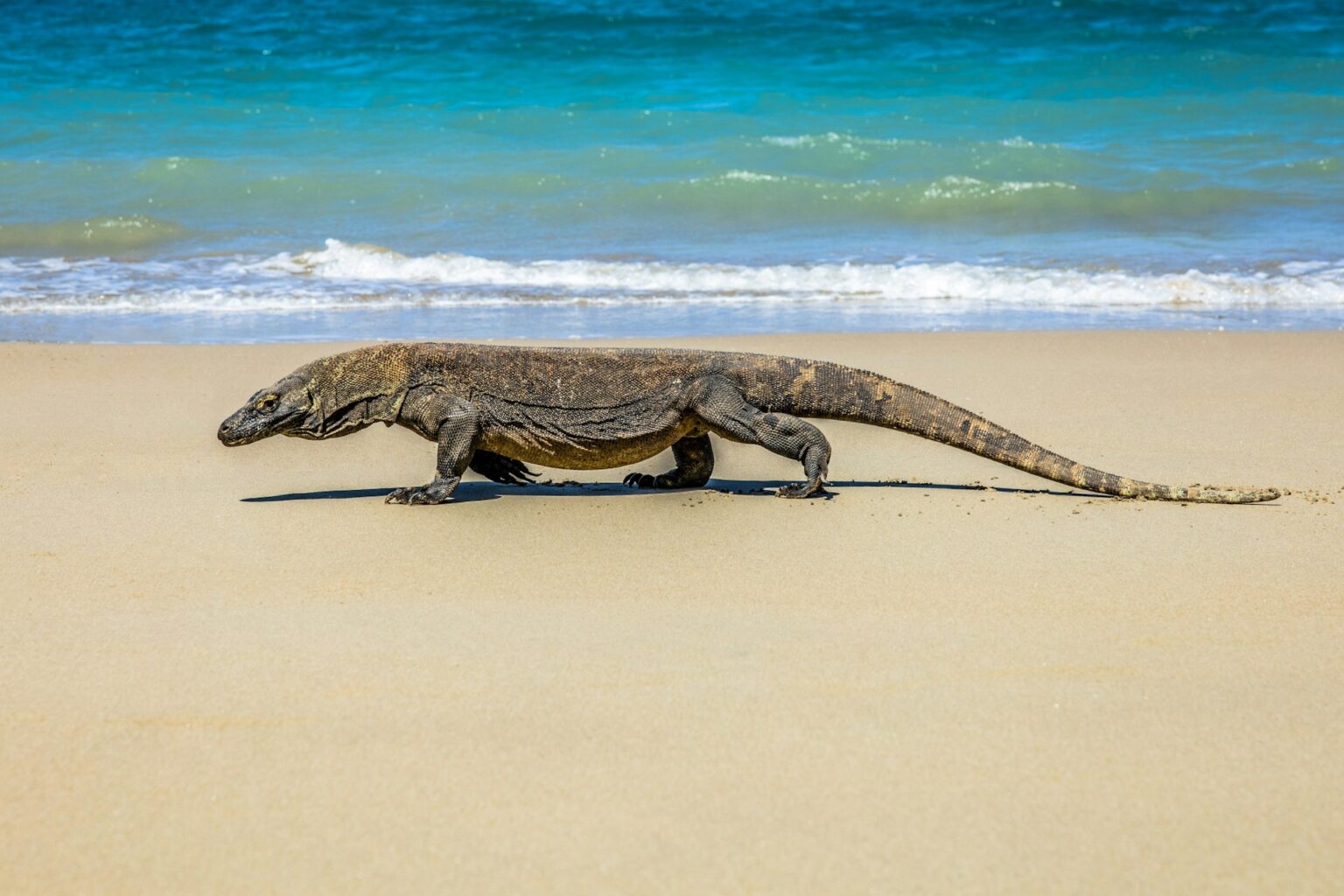 The Largest Lizard Ever Recorded A True Giant – Reptilekingz