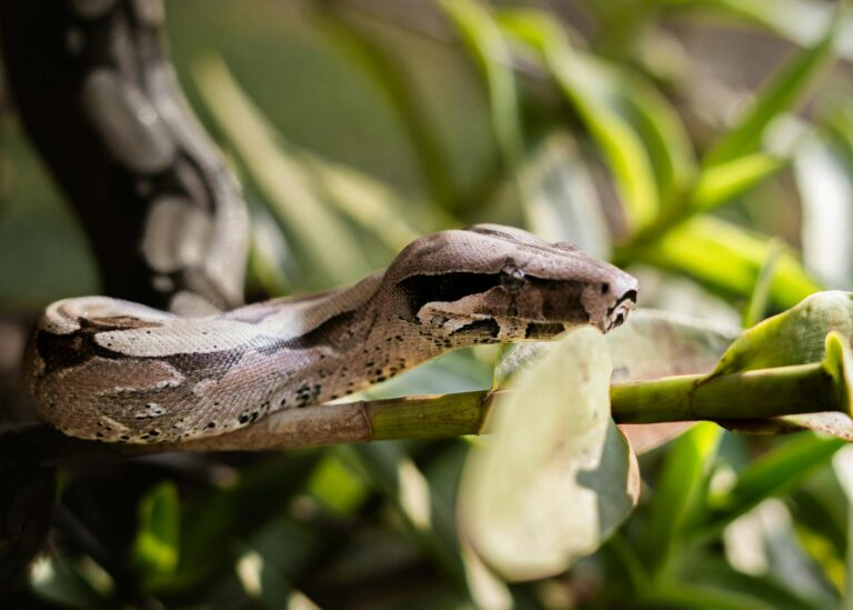 Why Some Snakes Have Hemotoxic Venom and Others Have Neurotoxic Venom ...