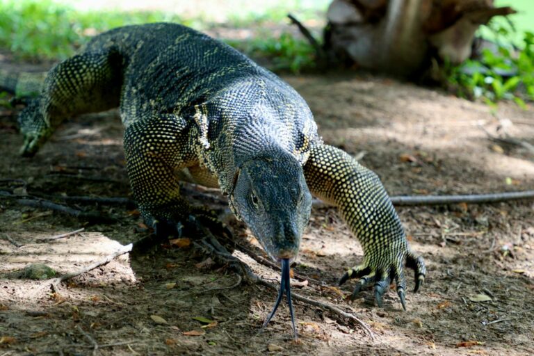 The Largest Komodo Dragon Ever Recorded A True Monster – Reptilekingz