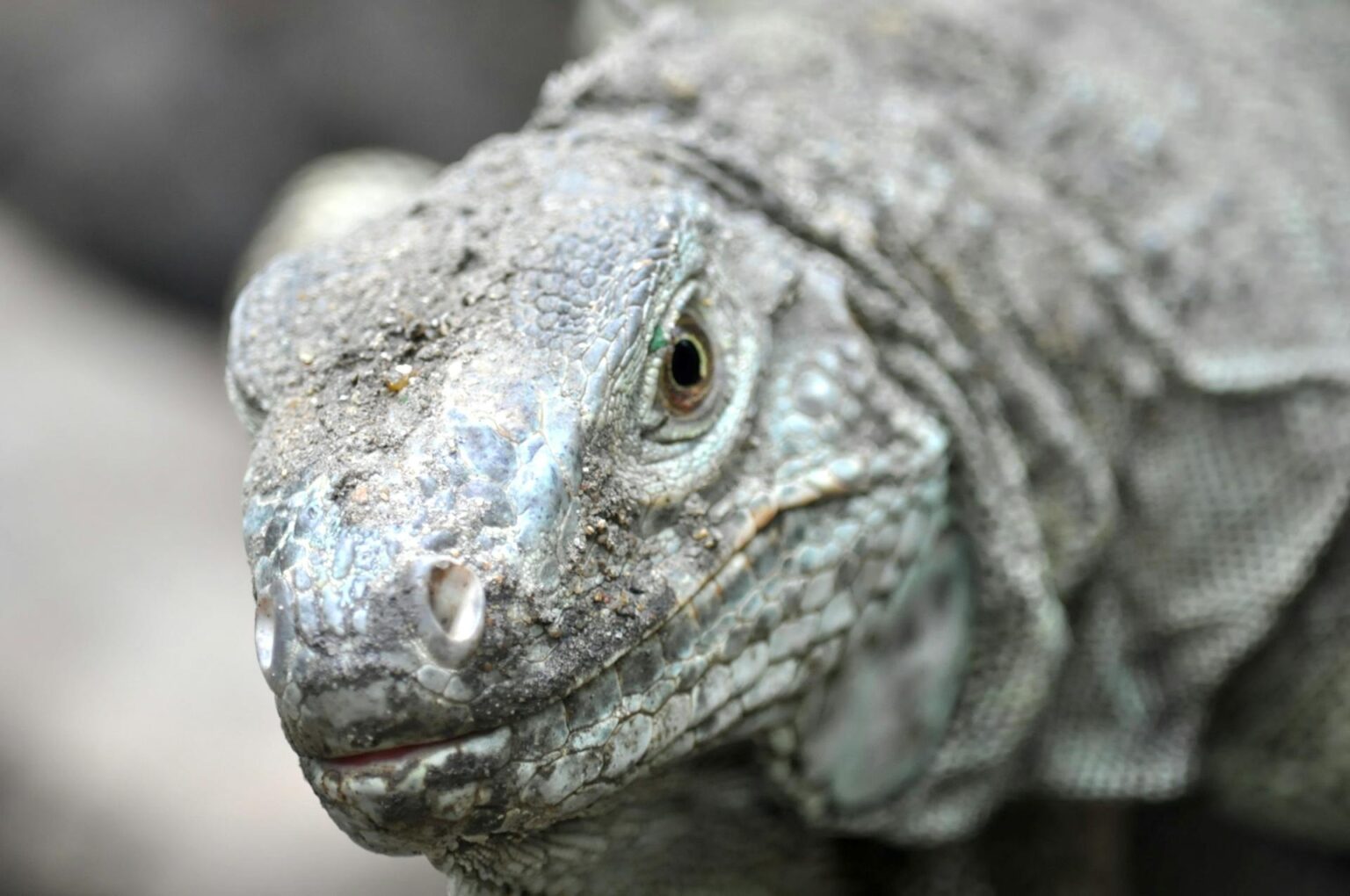 The Largest Komodo Dragon Ever Recorded A True Monster – Reptilekingz