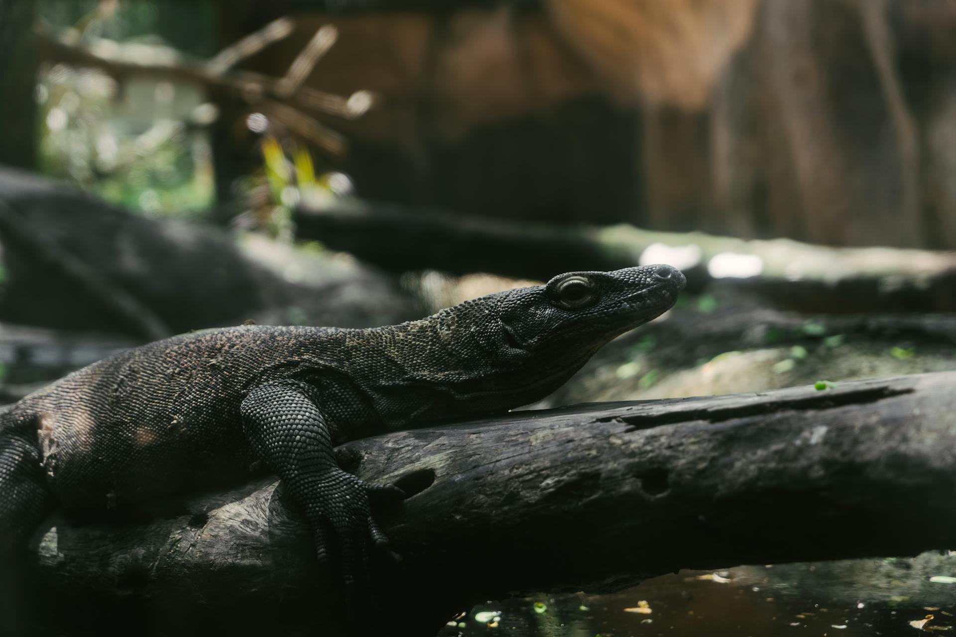 The Largest Komodo Dragon Ever Recorded A True Monster – Reptilekingz