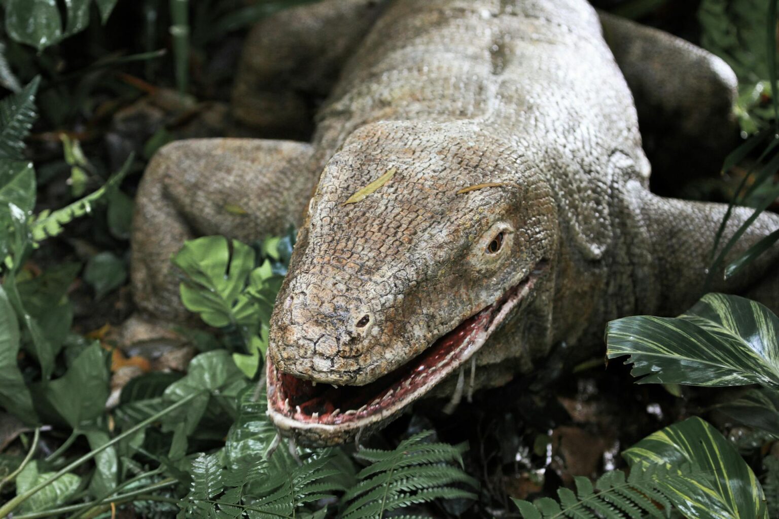 The Largest Komodo Dragon Ever Recorded A True Monster – Reptilekingz