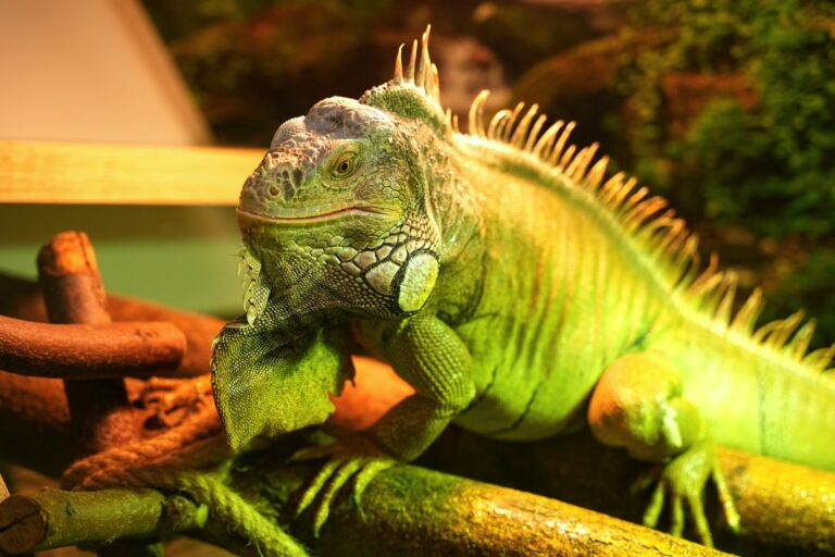 The Most Aggressive Lizard Species – Handle With Care – Reptilekingz