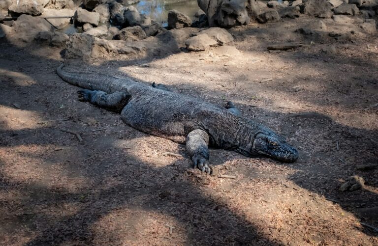 The Largest Lizard Ever Recorded A True Giant – Reptilekingz