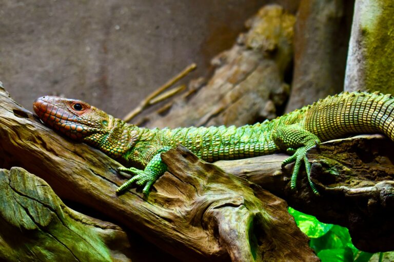 The Fastest Lizard in the World – It’s Built for Speed – Reptilekingz